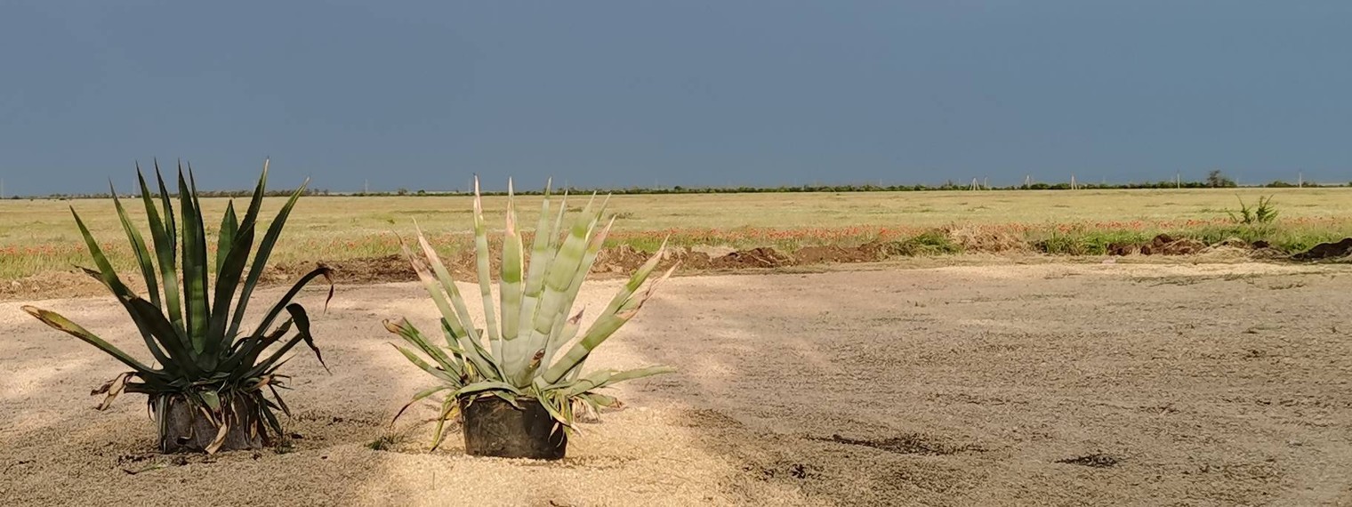 Лилия Зеленая