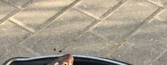 Уловистый рыбак