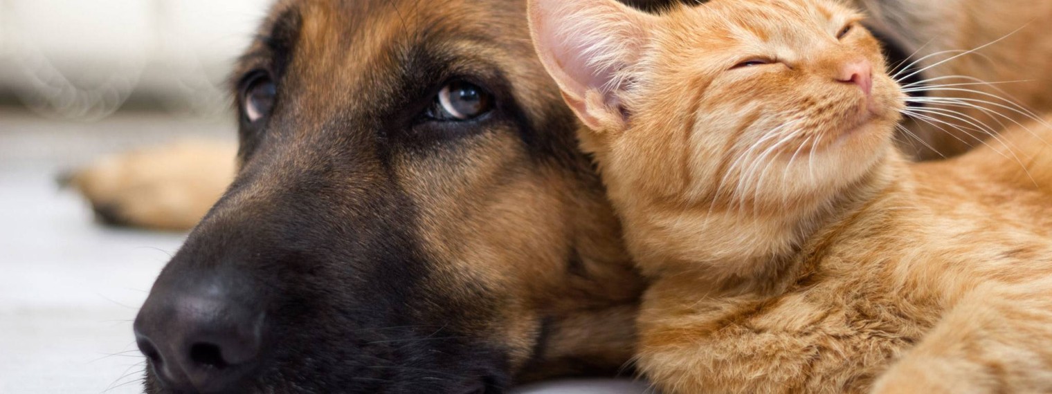 Про животных