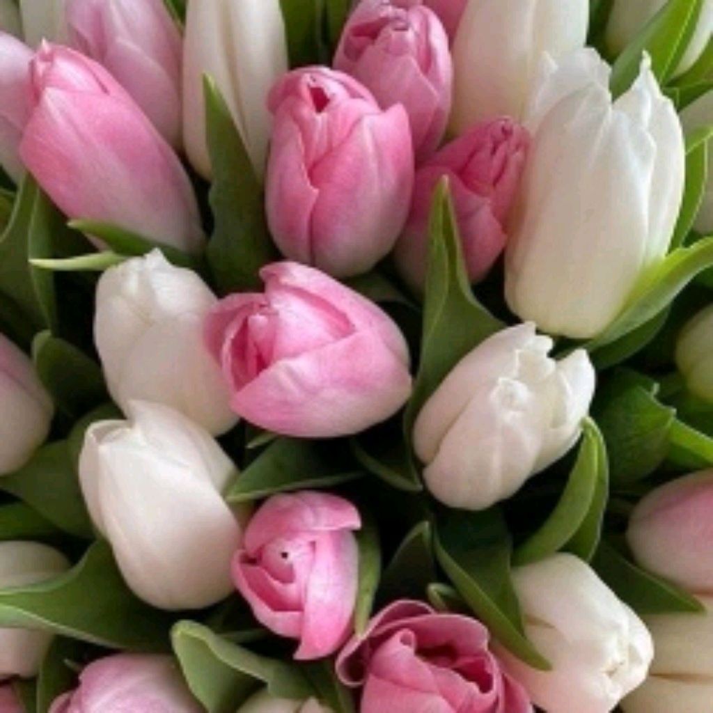 Пушон. Идеальная дизайнерская порода.