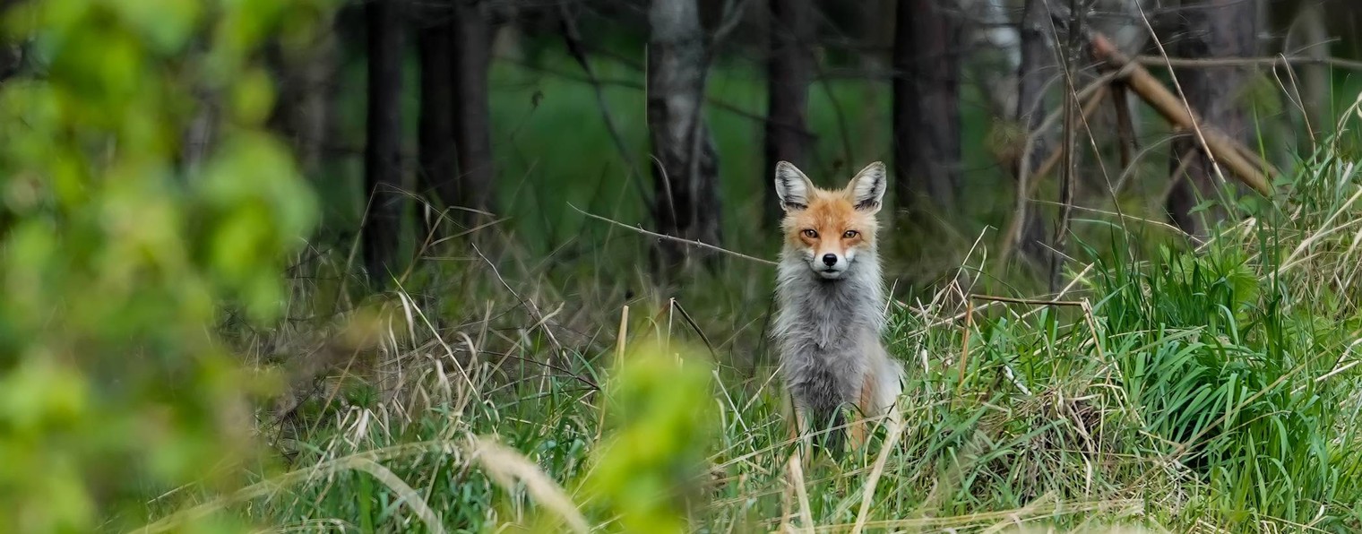 Заповедник Присурский