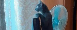 Света Жизнь без купюр