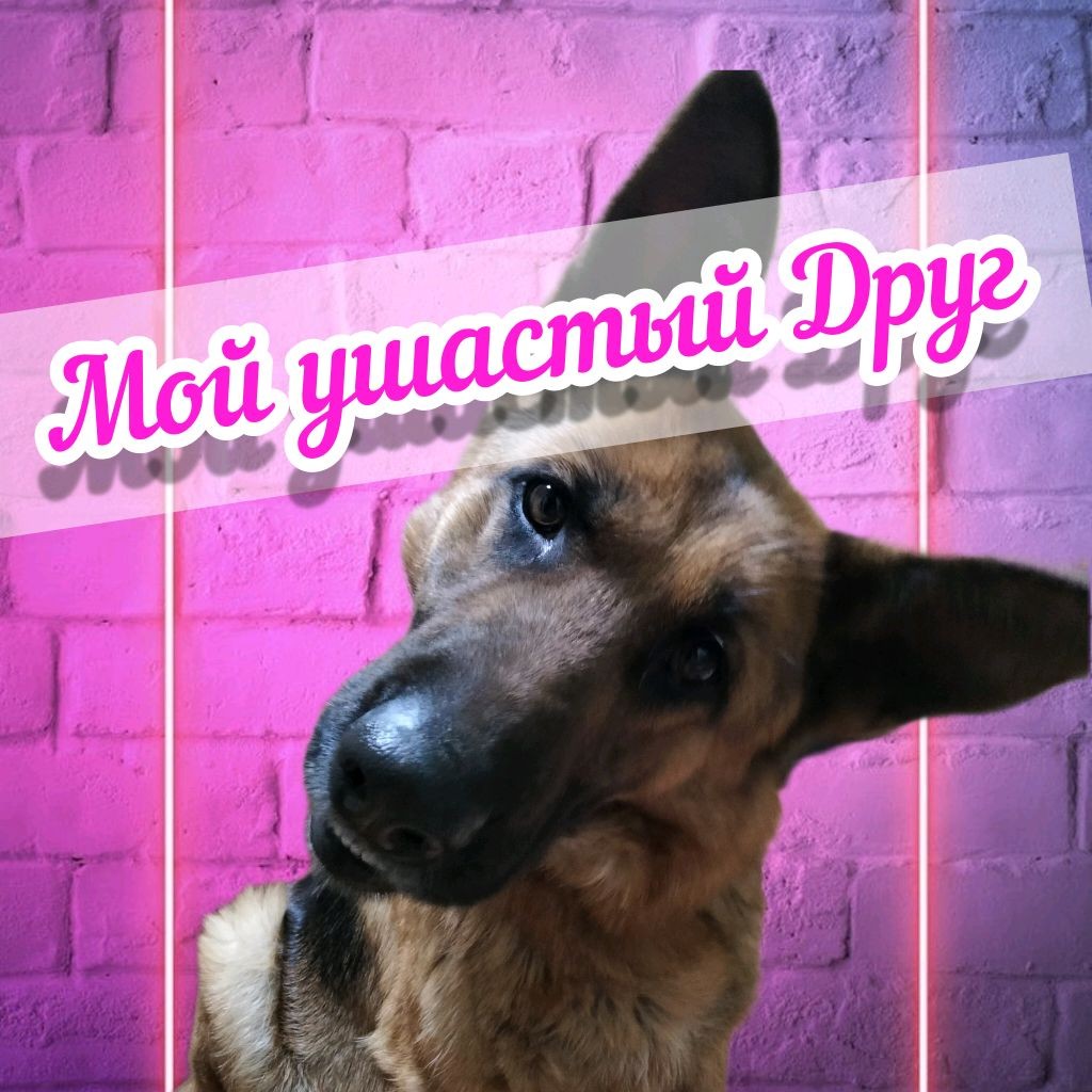 Мой ушастый Друг