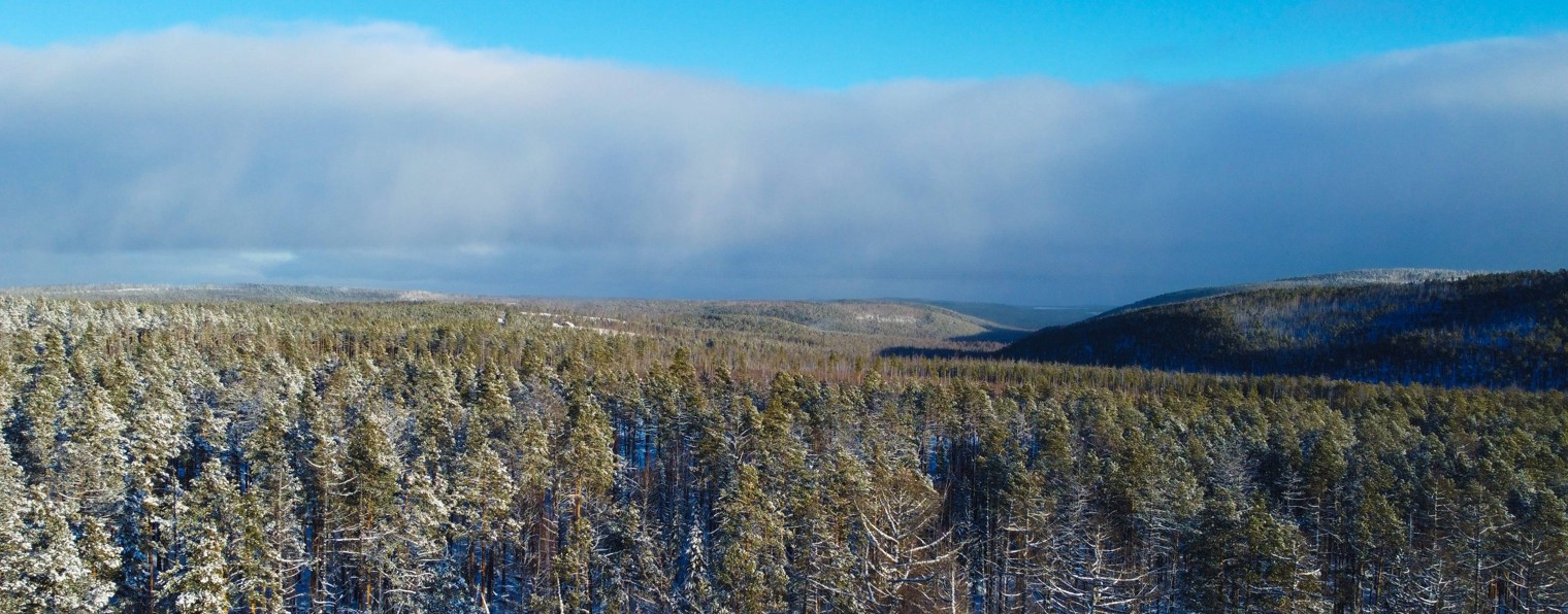 ТАЁЖНАЯ ЖИЗНЬ