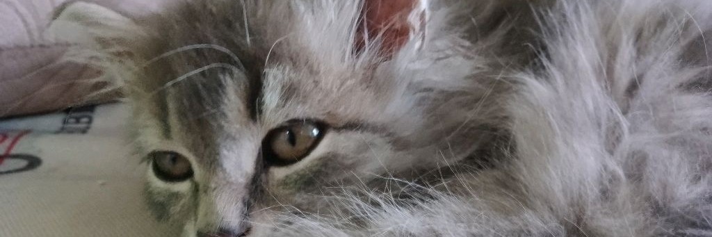 ferdbears entertaiment gamer