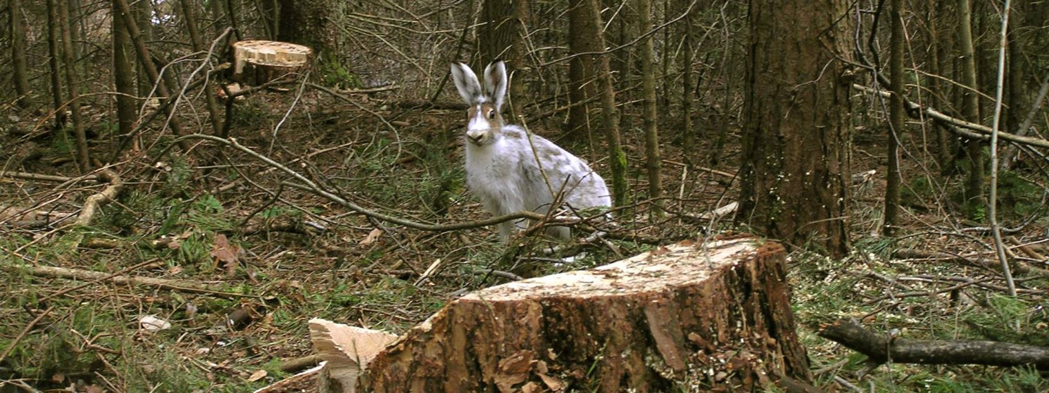 РУССКАЯ ГОНЧАЯ - НАЦИОНАЛЬНОЕ ДОСТОЯНИЕ РОССИИ