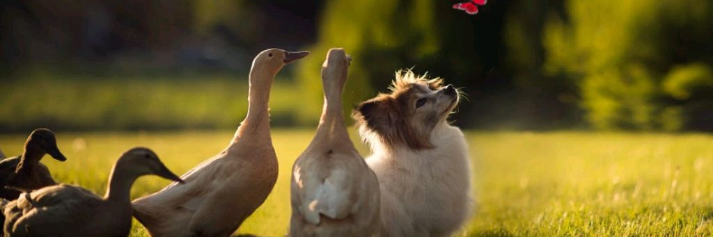 |ПРИРОДА|ЖИВОТНЫЕ|