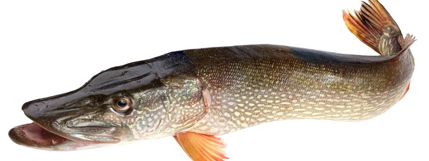 моё хобби - рыбалка