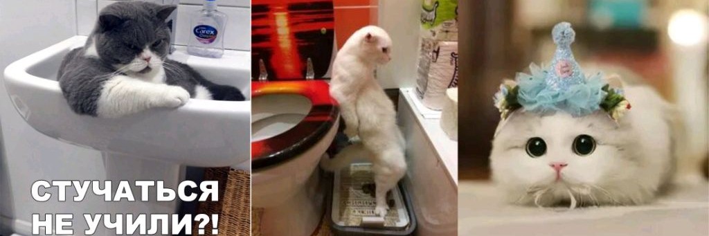 Смешные котики: веселые приключения и забавы