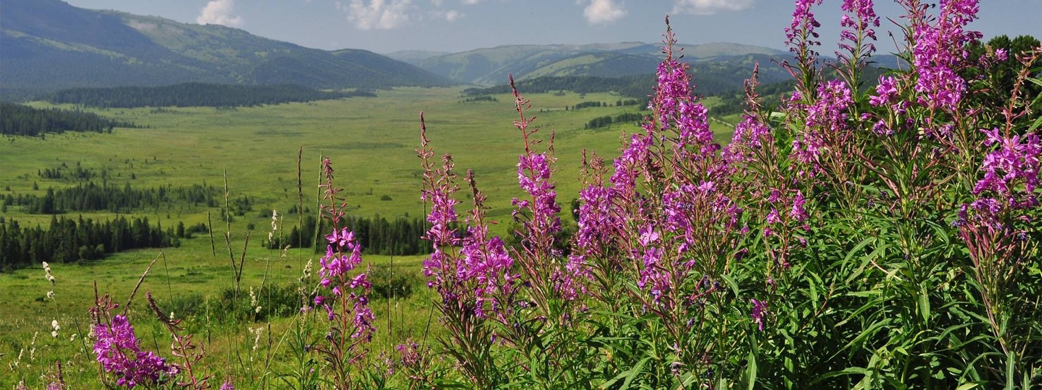 Министерство соцполитики Красноярского края