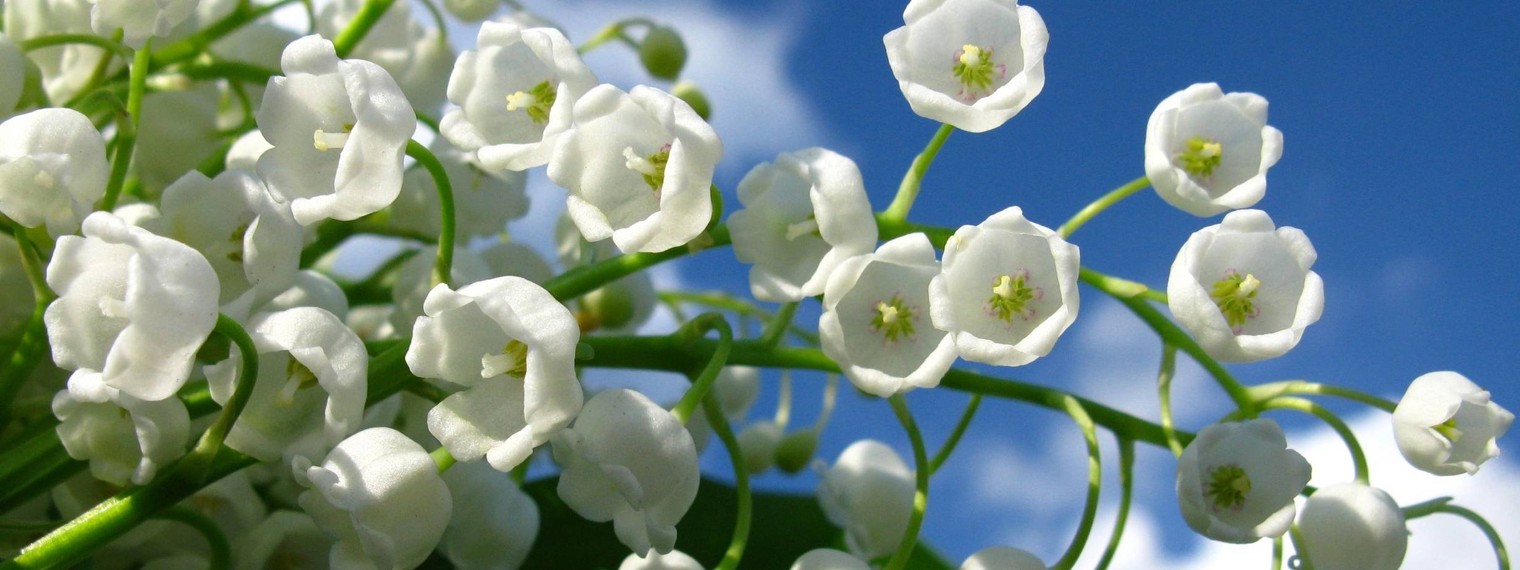 GALINA Видео ролики и слайд-шоу в ProShowProducer