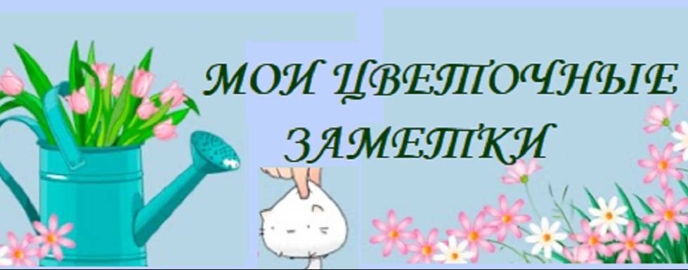 Мои цветочные и другие заметки