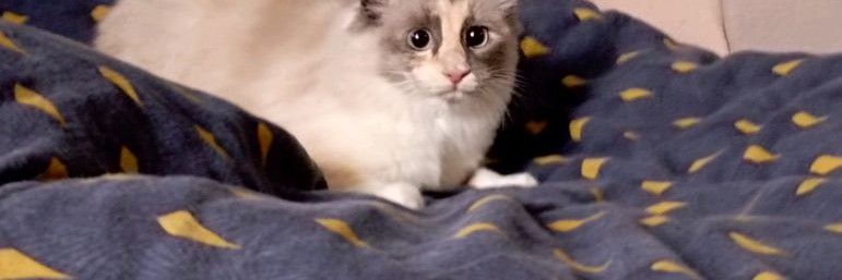 Совёнок КуКу