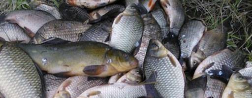 Сумасшедший рыболов