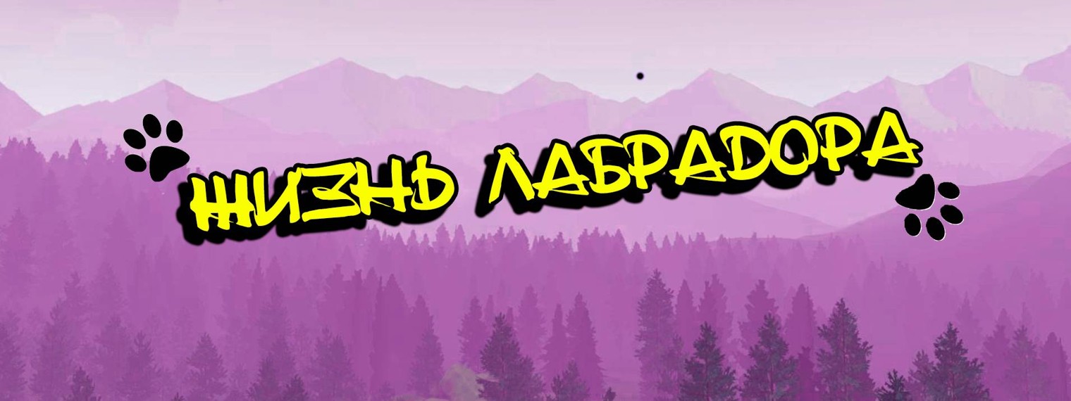 Лабрадор Молли и Я