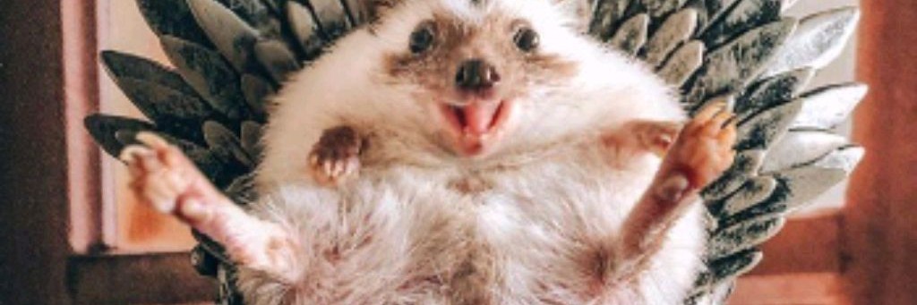 Прикольные  животные