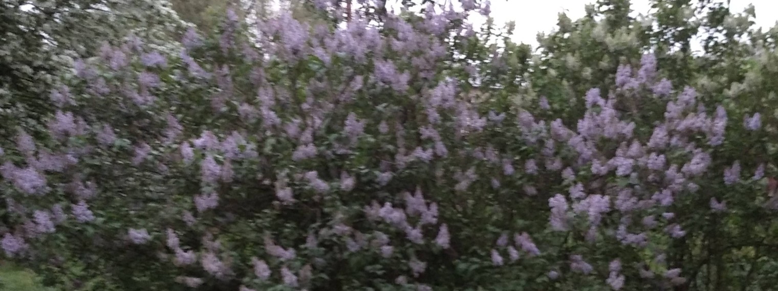 Александр Афанасьевич Кононов