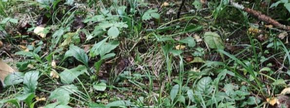 Рыбак и Грибник