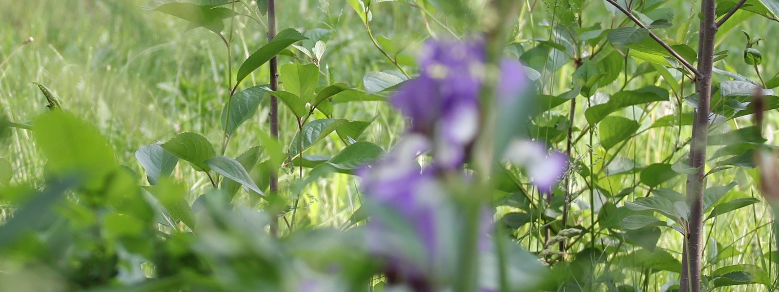 Песни для души