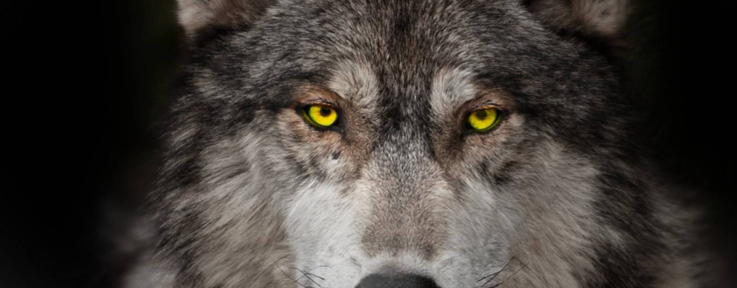 Александр Ш