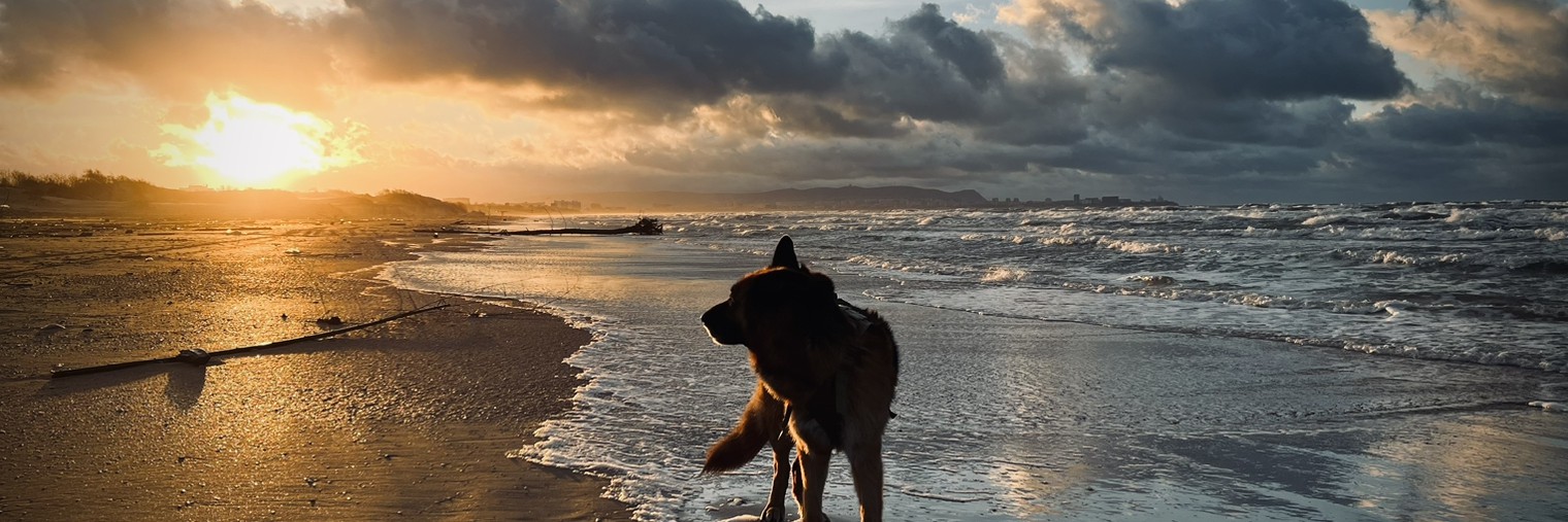 Александр Сушков