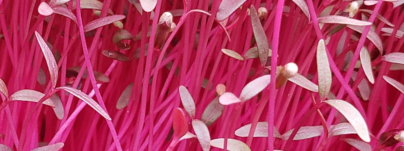 Выращиваем дома