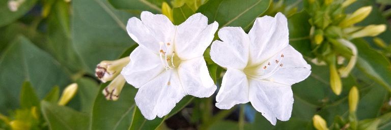 Деревенский быт семьи.