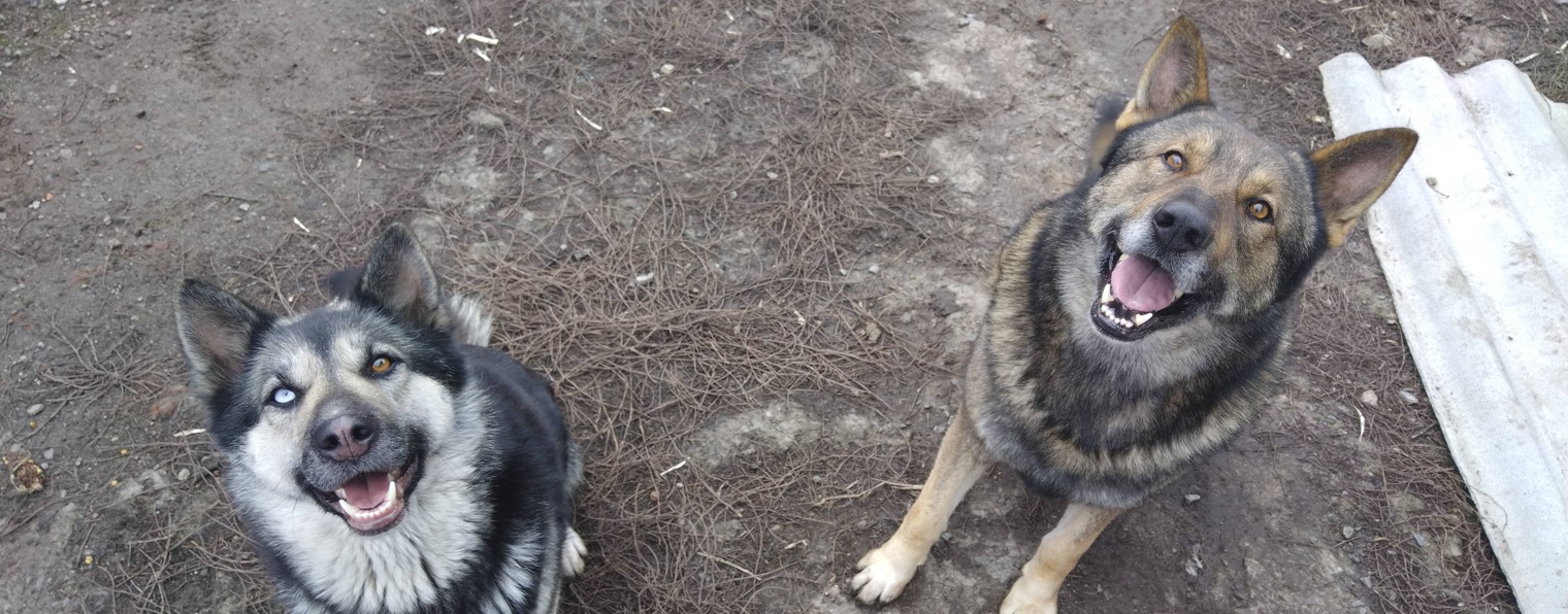 Сумасшедший собачник