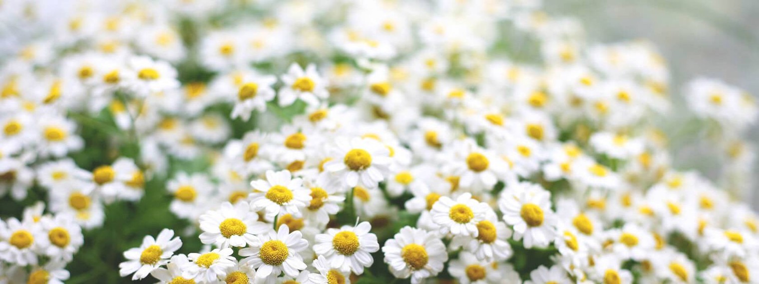 Про животных