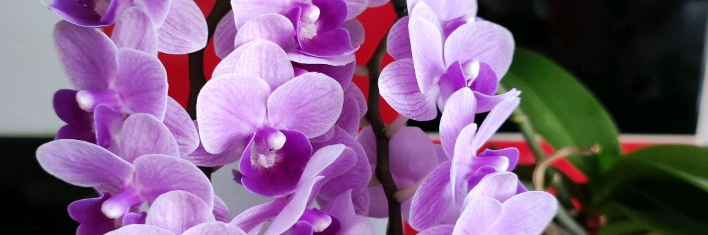 Дневник орхоЮлии&life