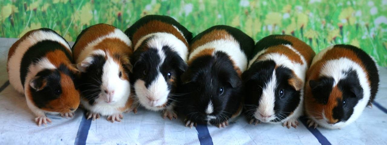 Морской Свин