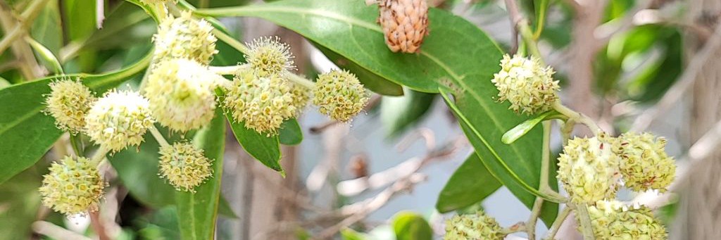plants_with_wiess