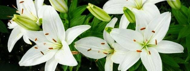 Светлана Мельникова-Светлая