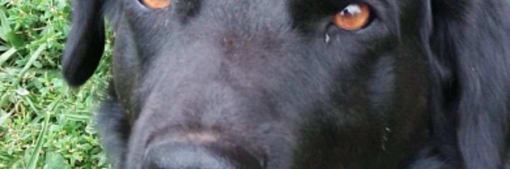 Жизнь Черныша