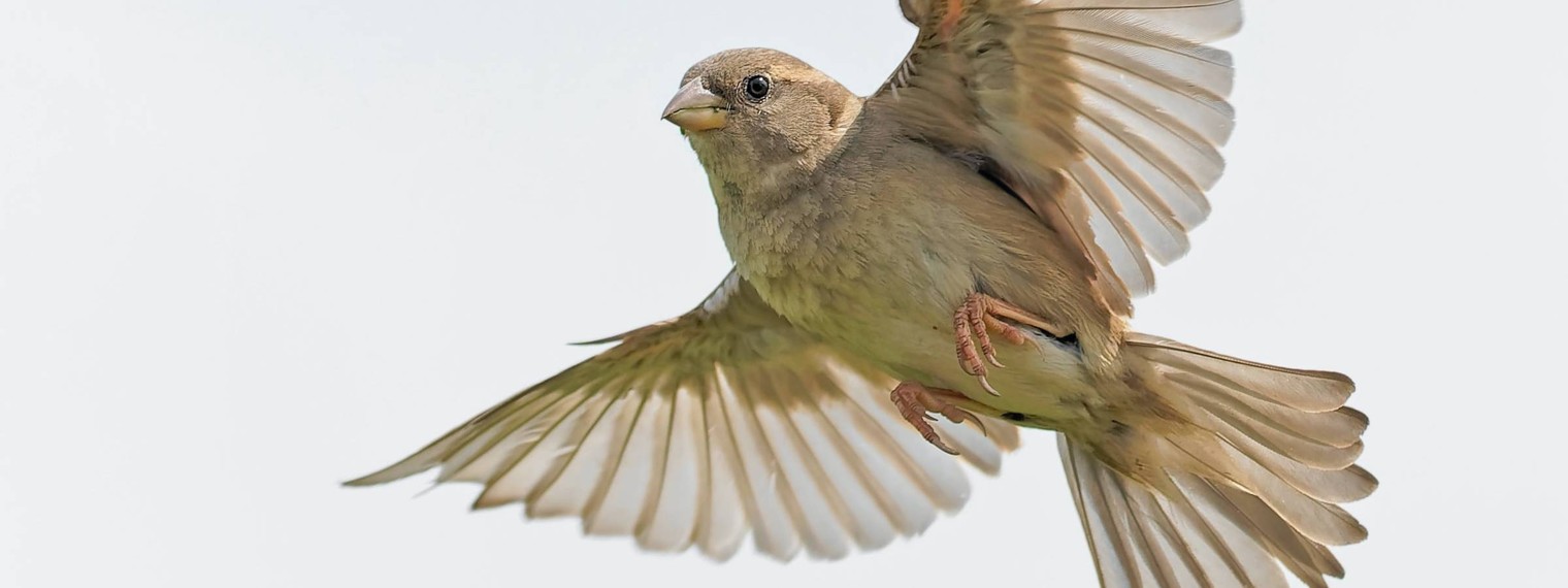 Андрей - Воробей