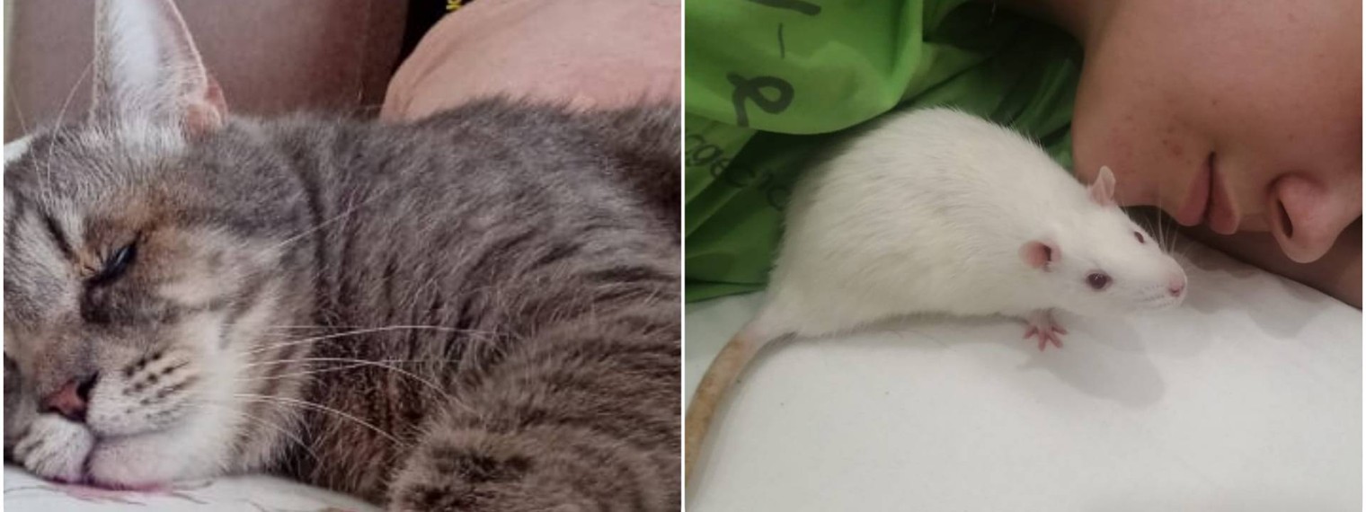 Елена в мире домашних животных