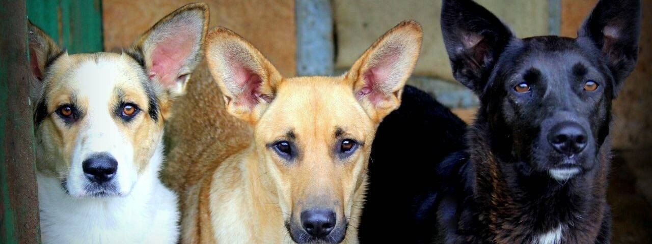 Взять собаку. Please adopt me - Moscow