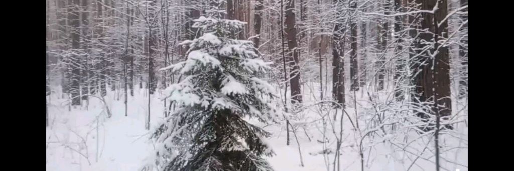 Светлана Морозова ЭКО ЛПХ Томское