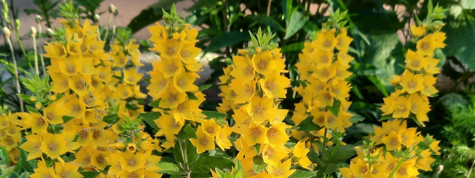 Мои будни и вязание.