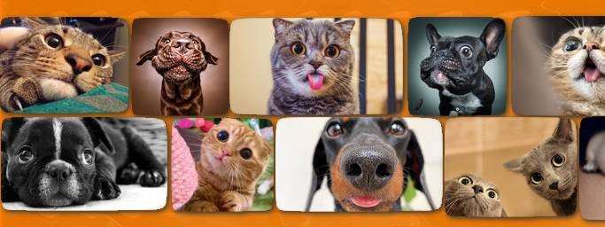 Funny  animals