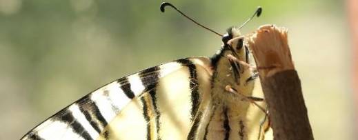 𓆩ȾȺꞤĪ𓆪! Я ЗДЕСЬ!