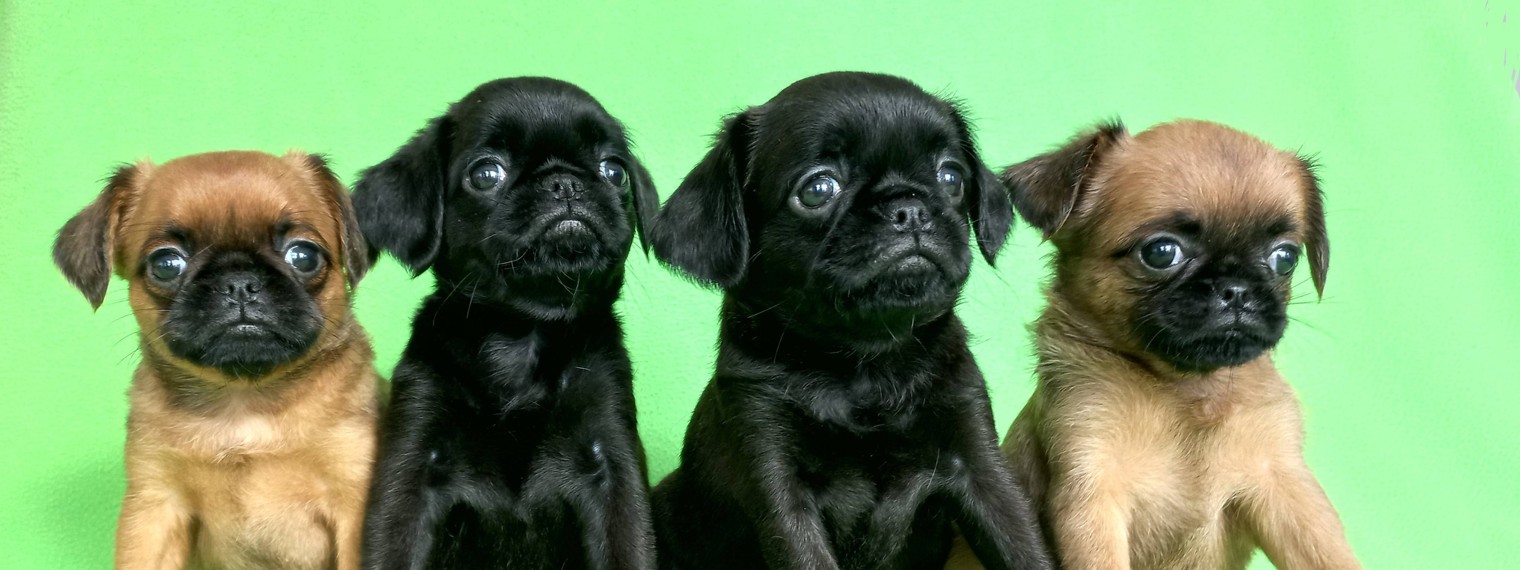 питомник миниатюрных собак