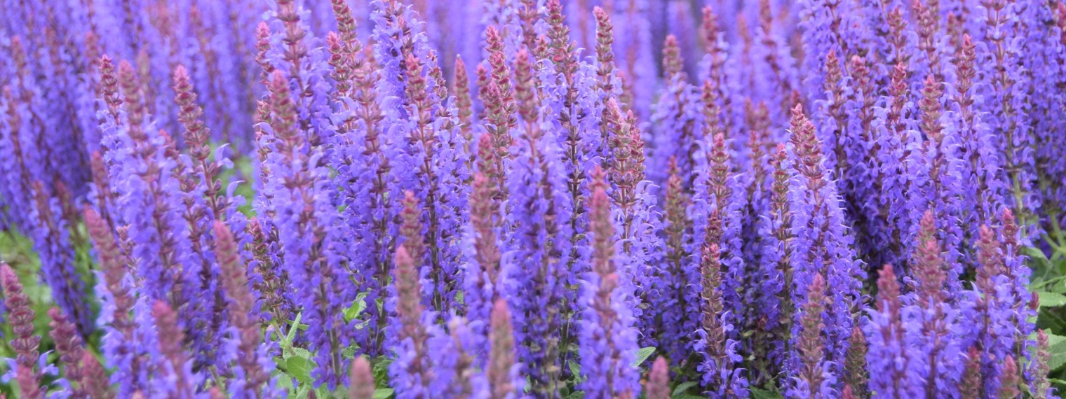 Ландшафтный дизайн