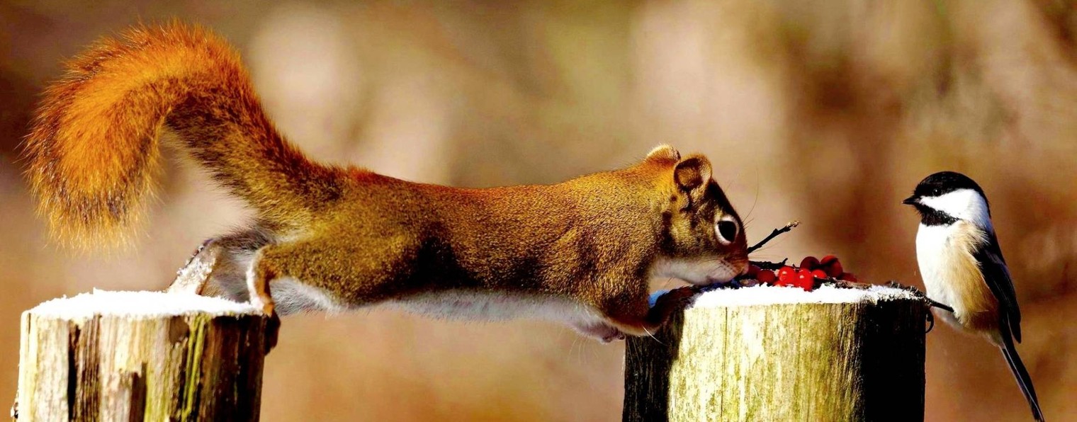 Дикий зоопарк за окном.