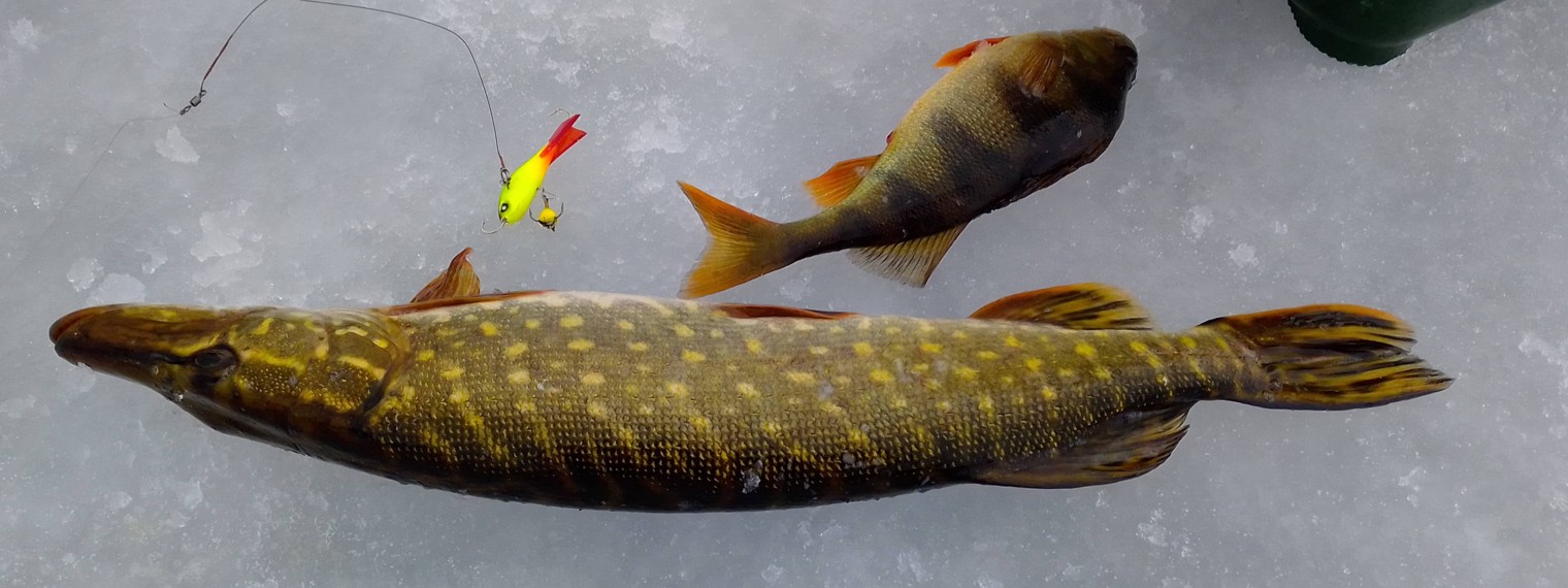 Рыбалка и охота в Тверской губернии