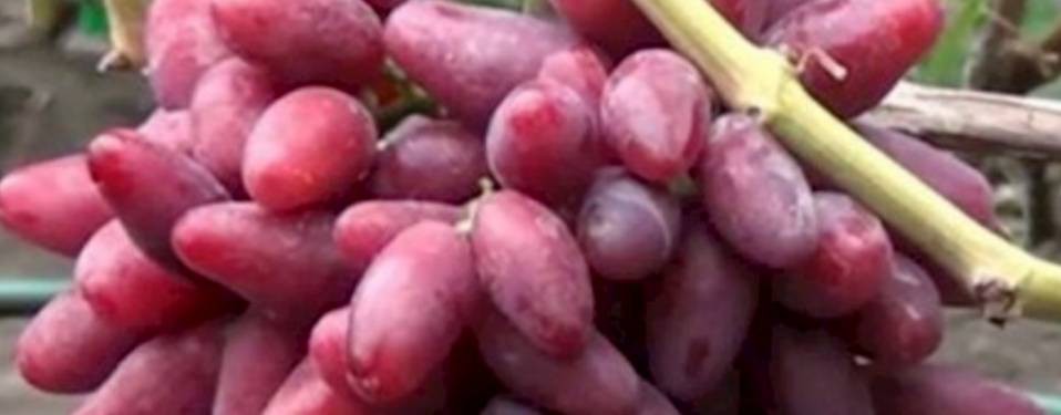 Донецкий Виноград