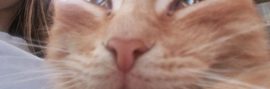 Без кота и жизнь не та