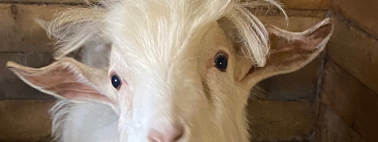 Пинигина Ольга  ЛПХ.  ОЛиВА