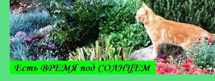 Есть время под солнцем