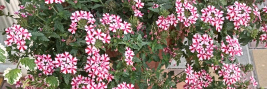 Тепличный Бизнес В Тамбове